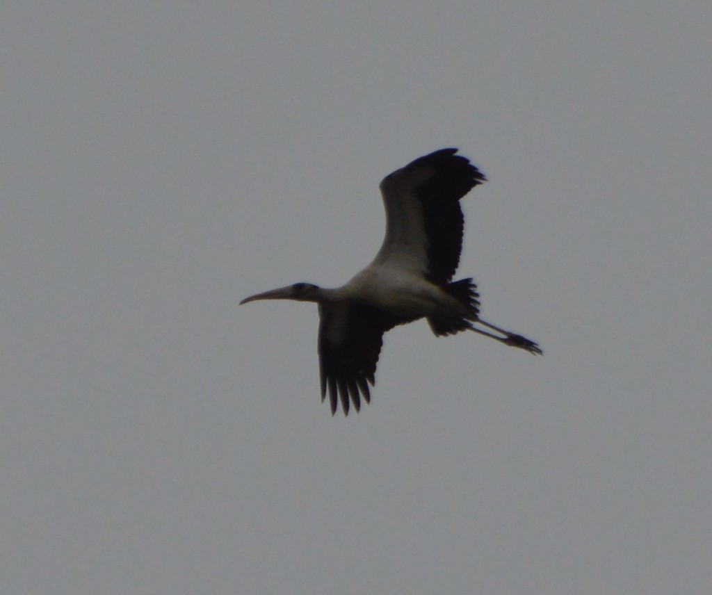 Wood Stork from Nueces County, TX, USA on October 18, 2018 at 11:34 AM ...
