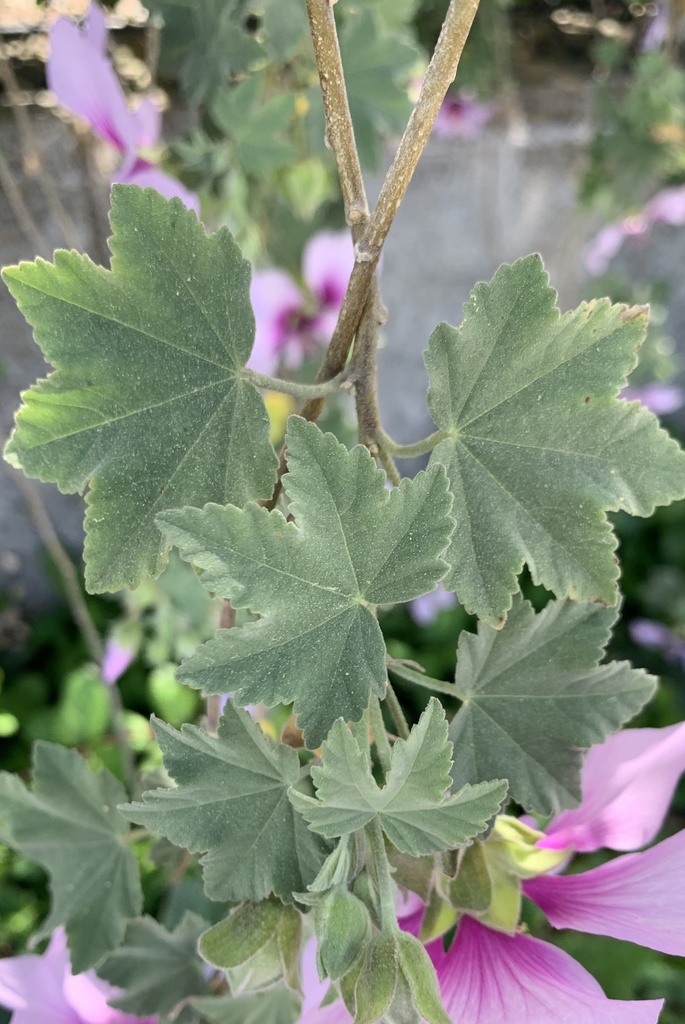 Sea Mallow from Napa, CA, US on April 16, 2023 at 02:13 PM by Elle ...