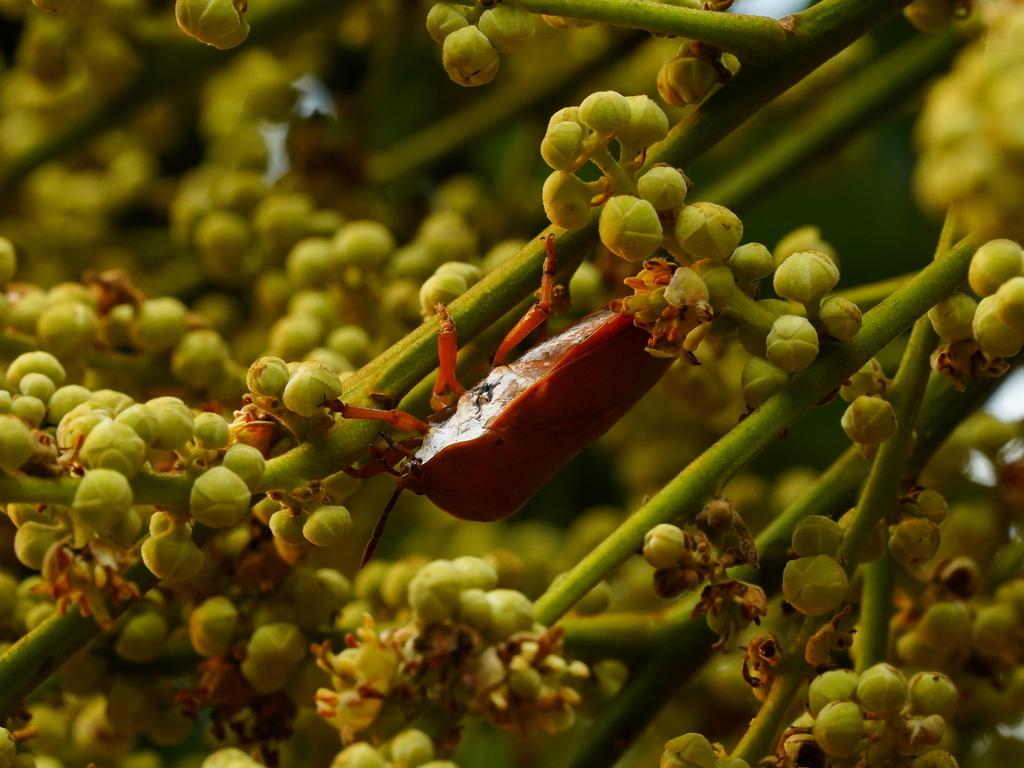 Lychee Stink Bug from 台灣彰化縣 on April 3, 2023 at 04:42 PM by adachao ...