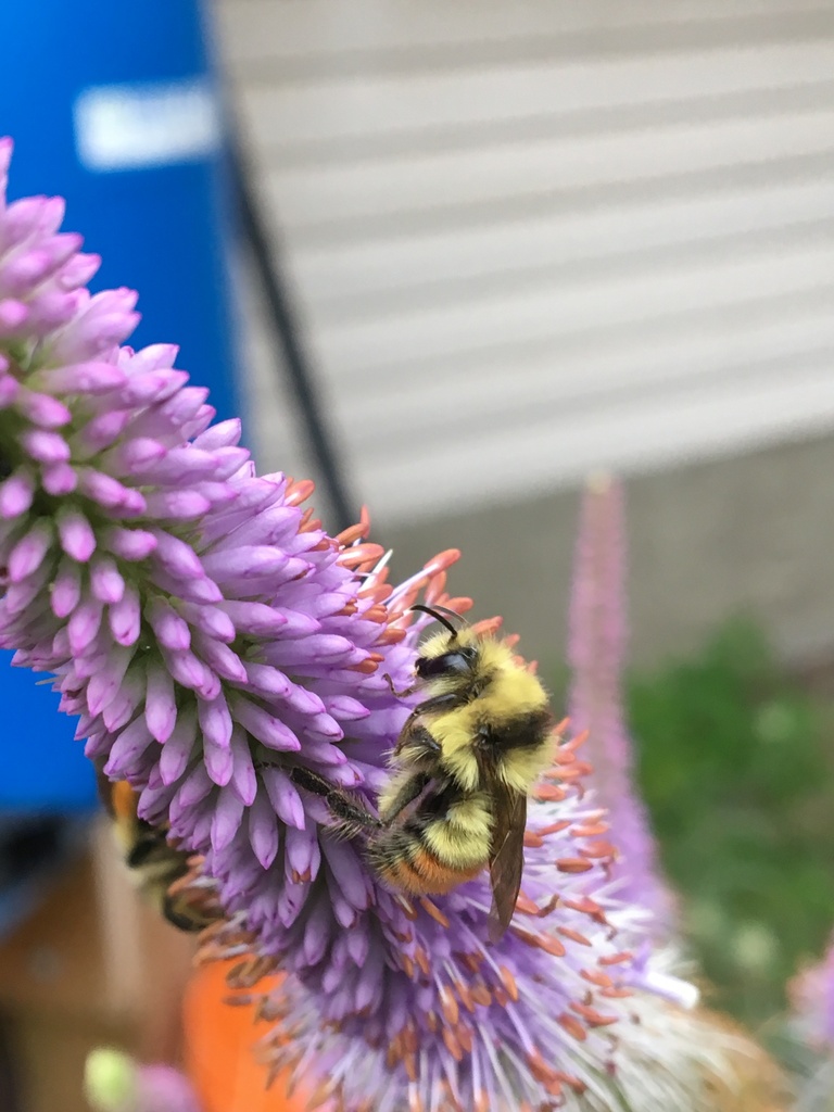 Bumble Bees in August 2019 by pbulman · iNaturalist