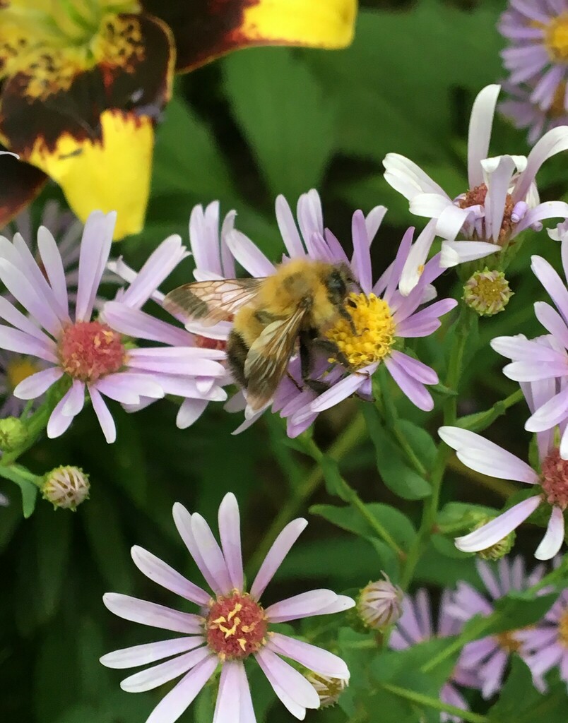 Perplexing Bumble Bee in August 2019 by pbulman · iNaturalist