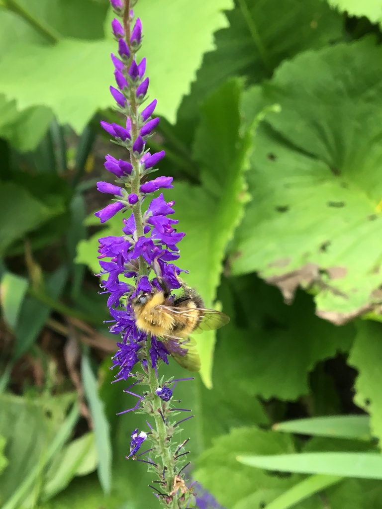 Perplexing Bumble Bee in August 2019 by pbulman · iNaturalist