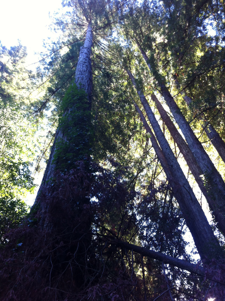 coast redwood from 11110 McPeak Rd, Forestville, CA, US on November 20 ...