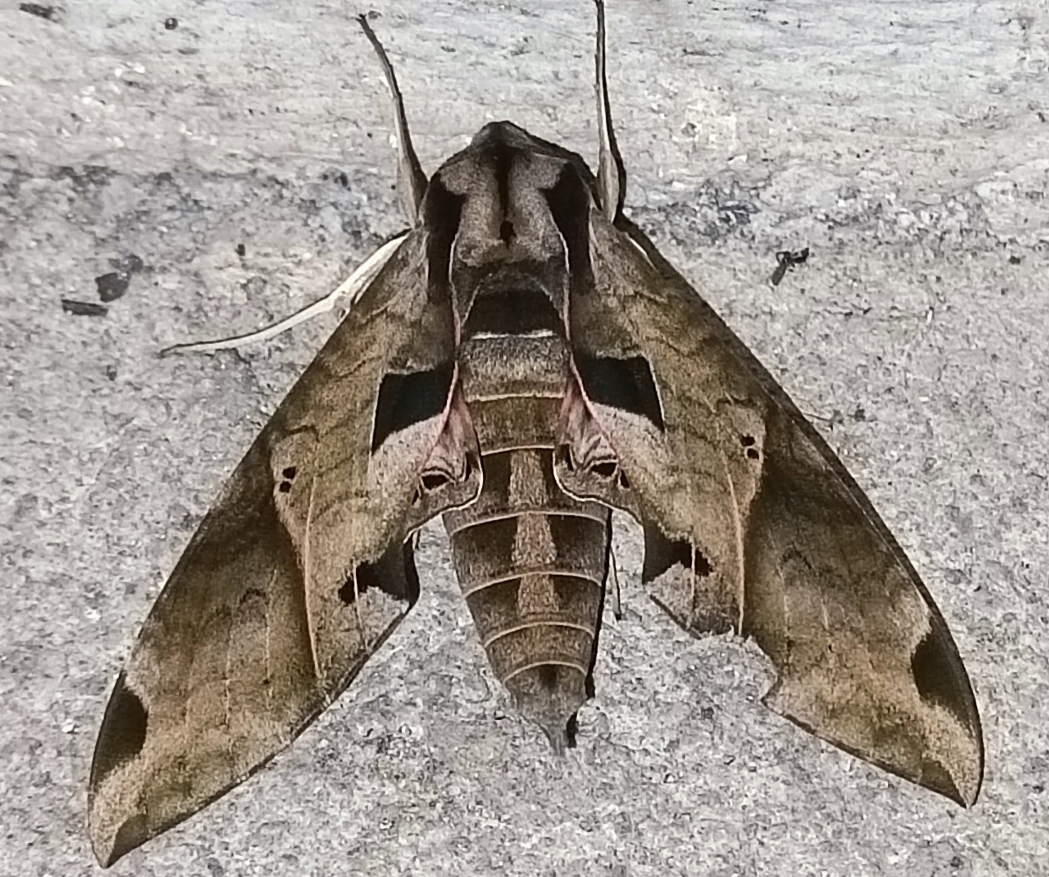 Eumorpha satellitia Linnaeus, 1771