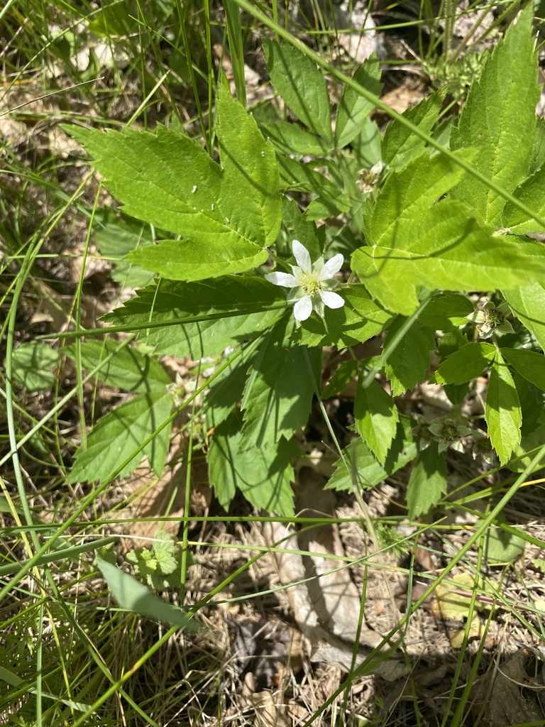Common Dewberry from Columbia County, WI, USA on May 30, 2021 at 01:23 ...
