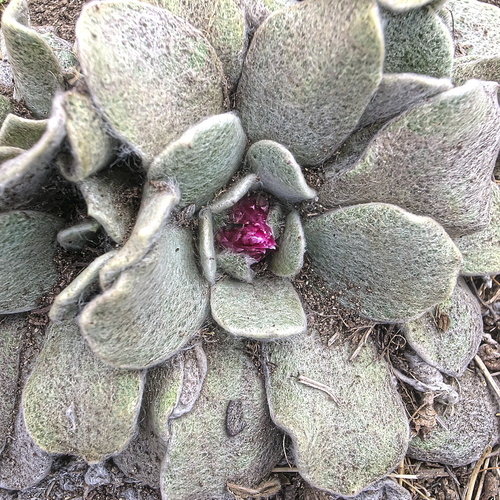 Helichrysum lingulatum · iNaturalist
