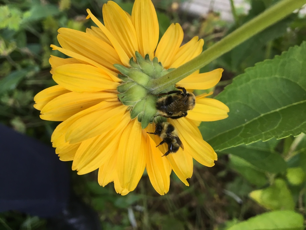 Bumble Bees in August 2019 by pbulman. Two bumble bees observed ...
