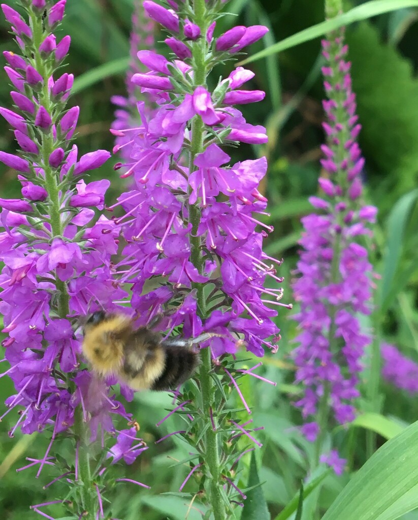 Perplexing Bumble Bee in August 2019 by pbulman · iNaturalist