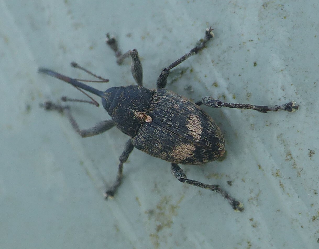 Curculio villosus J.C.Fabricius, 1781