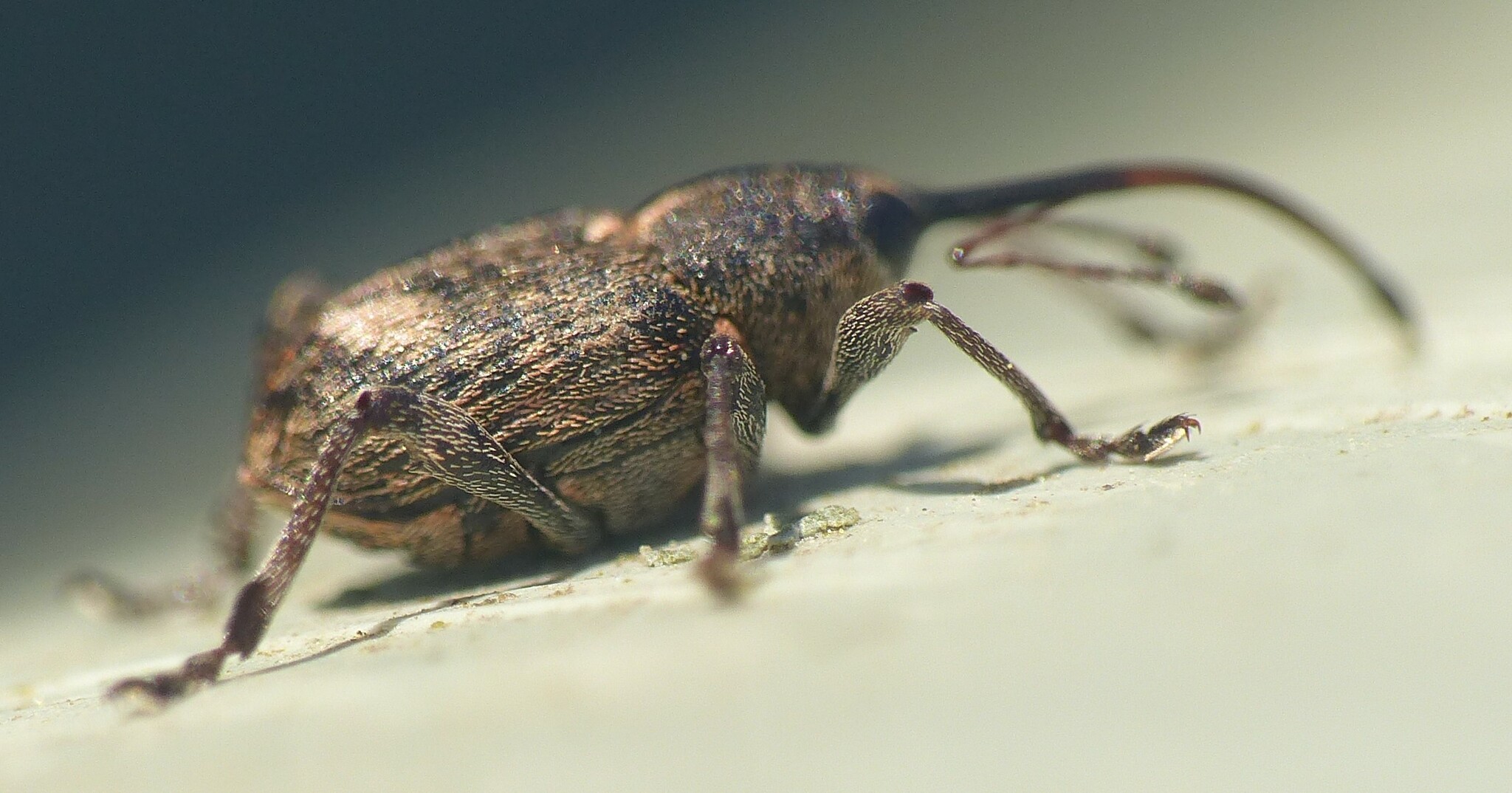 Curculio villosus J.C.Fabricius, 1781