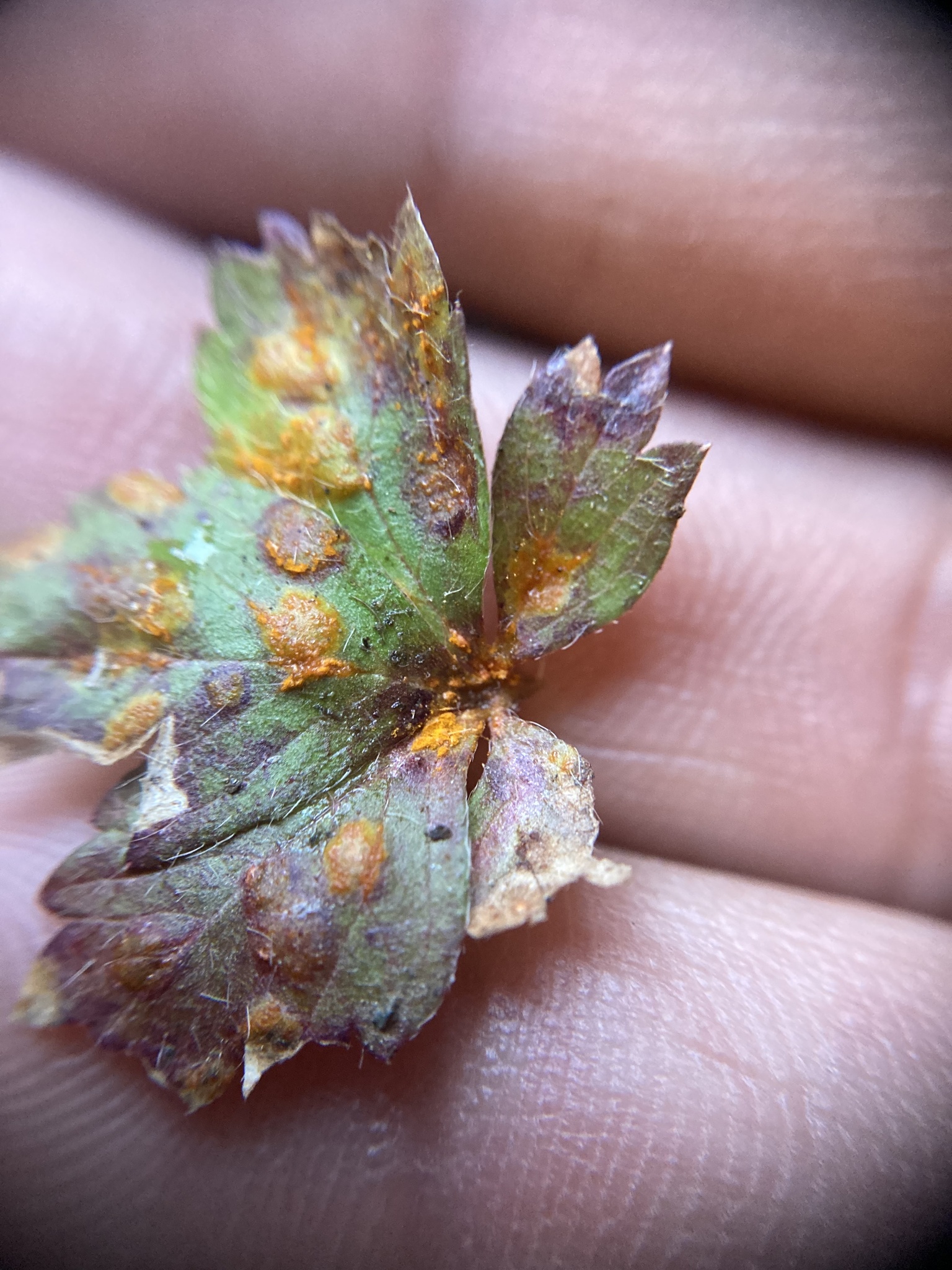 Phragmidium potentillae (Pers.) P.Karst.