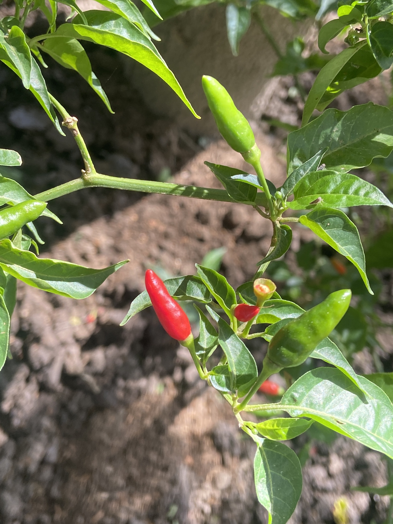 Capsicum annuum L.