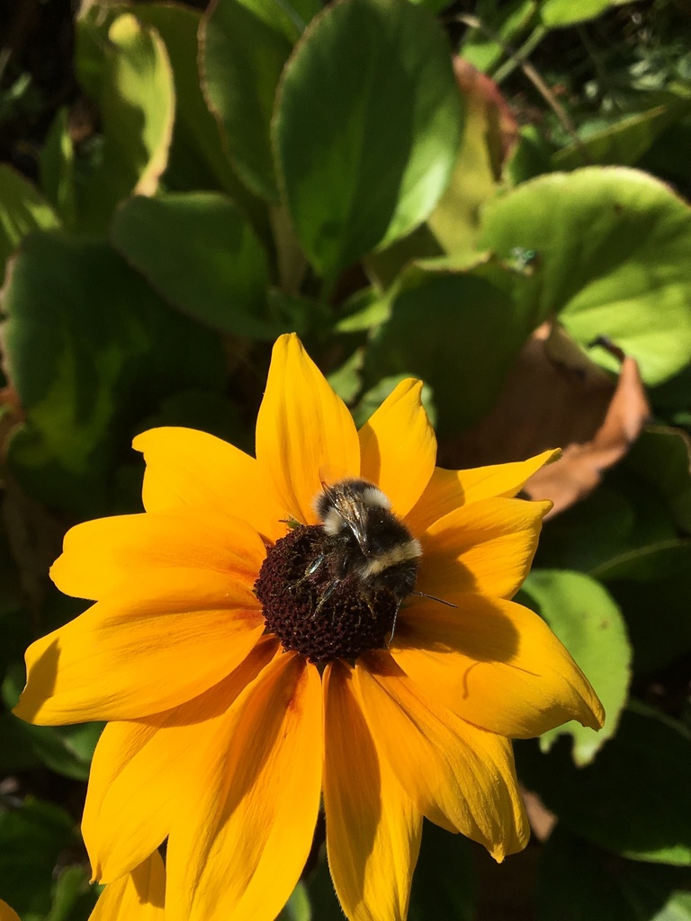 Cryptic Bumble Bee in August 2019 by pbulman. B. cryptarum? · iNaturalist
