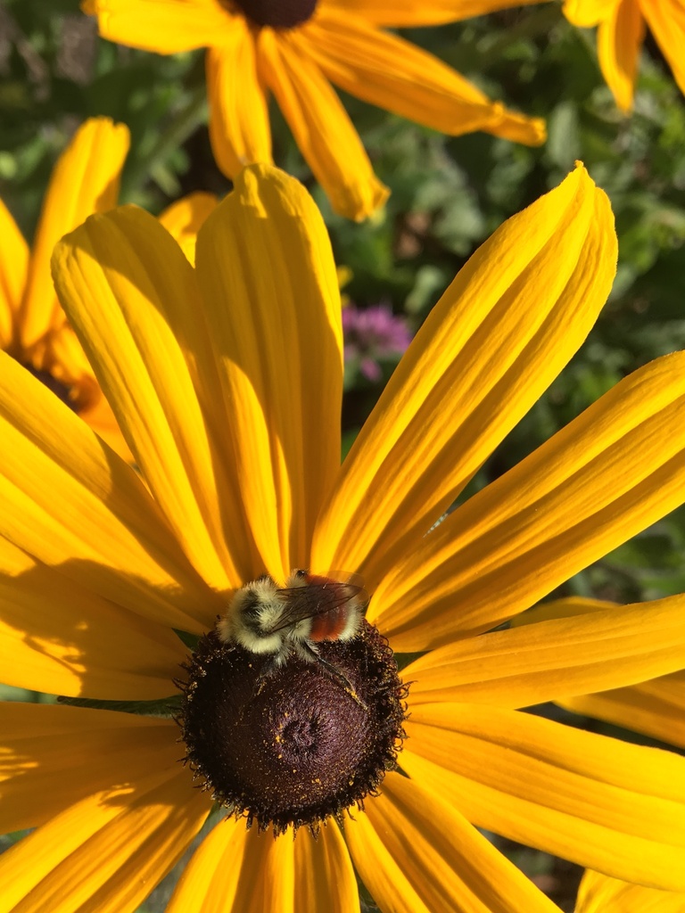 Bumble Bees in August 2019 by pbulman · iNaturalist