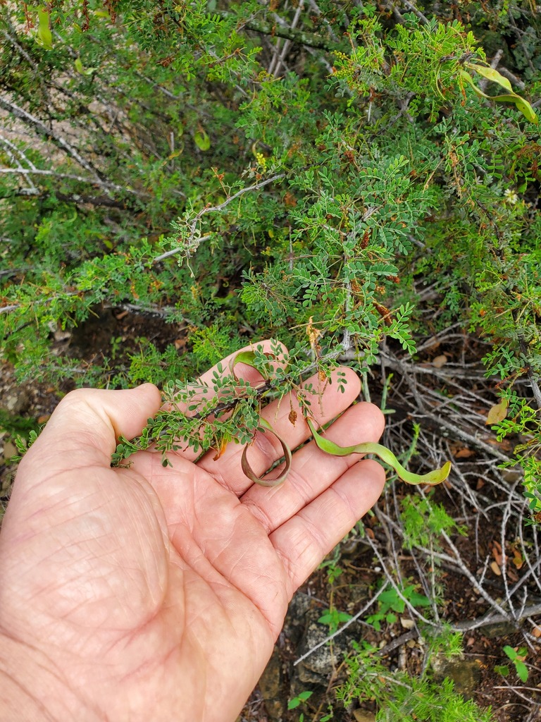 Catclaw Acacia in April 2023 by Eric Keith · iNaturalist