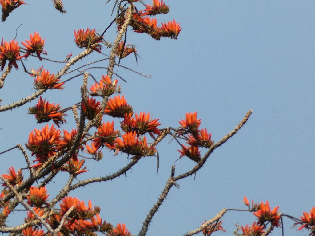 Indian coral tree from Mae Ukho, Khun Yuam, Mae Hong Son 58140 ...