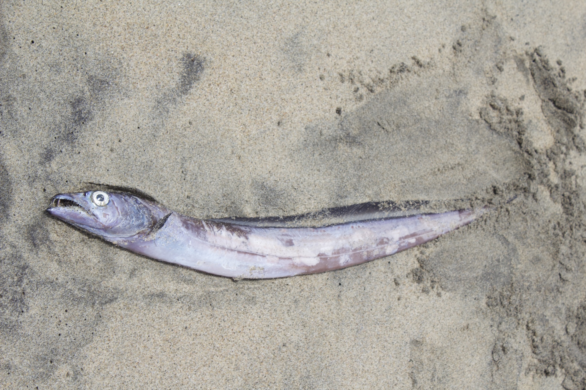 Trichiurus lepturus Linnaeus, 1758