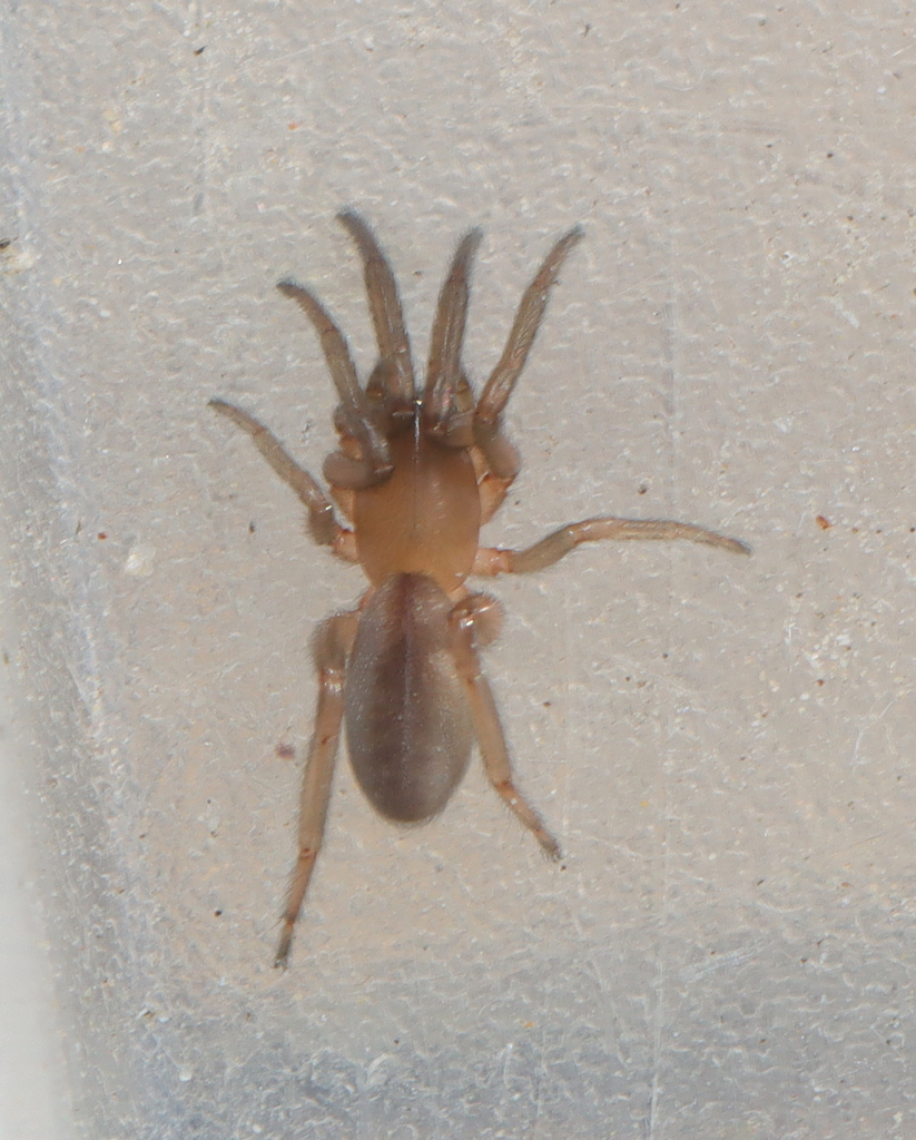 Tube-web Spiders from Malmesbury, 7300, South Africa on March 26, 2023 ...