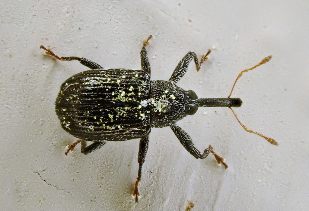Pepper Weevil from Silverleaf Terrace, Richmond, VA 23236, USA on April ...