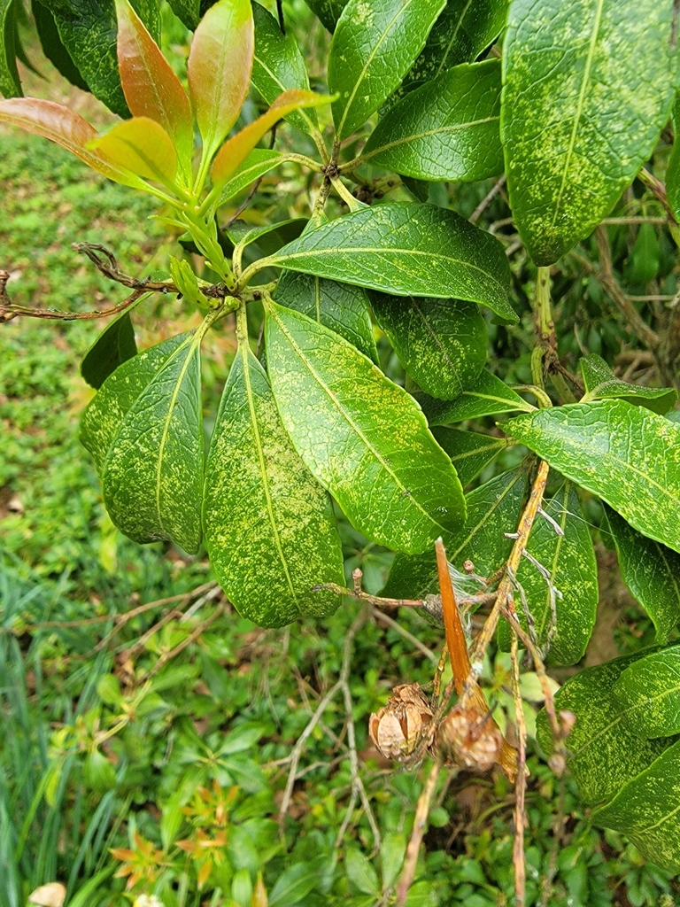 Andromeda Lace Bug from Villanova, PA 19085, USA on April 16, 2023 at ...