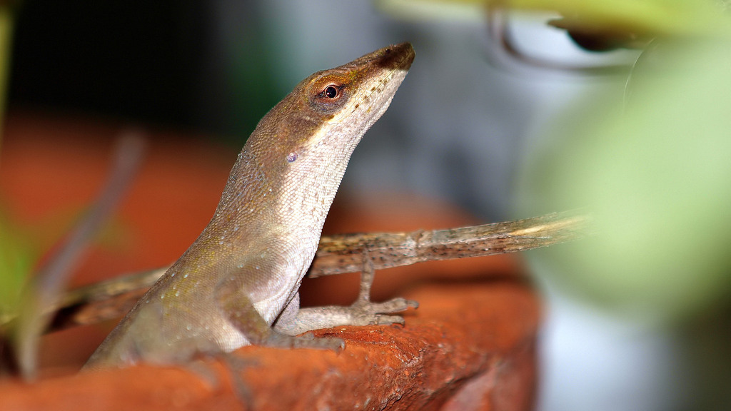 Green Anole from Leicester St, Garland, TX, USA on April 27, 2020 at 02 ...