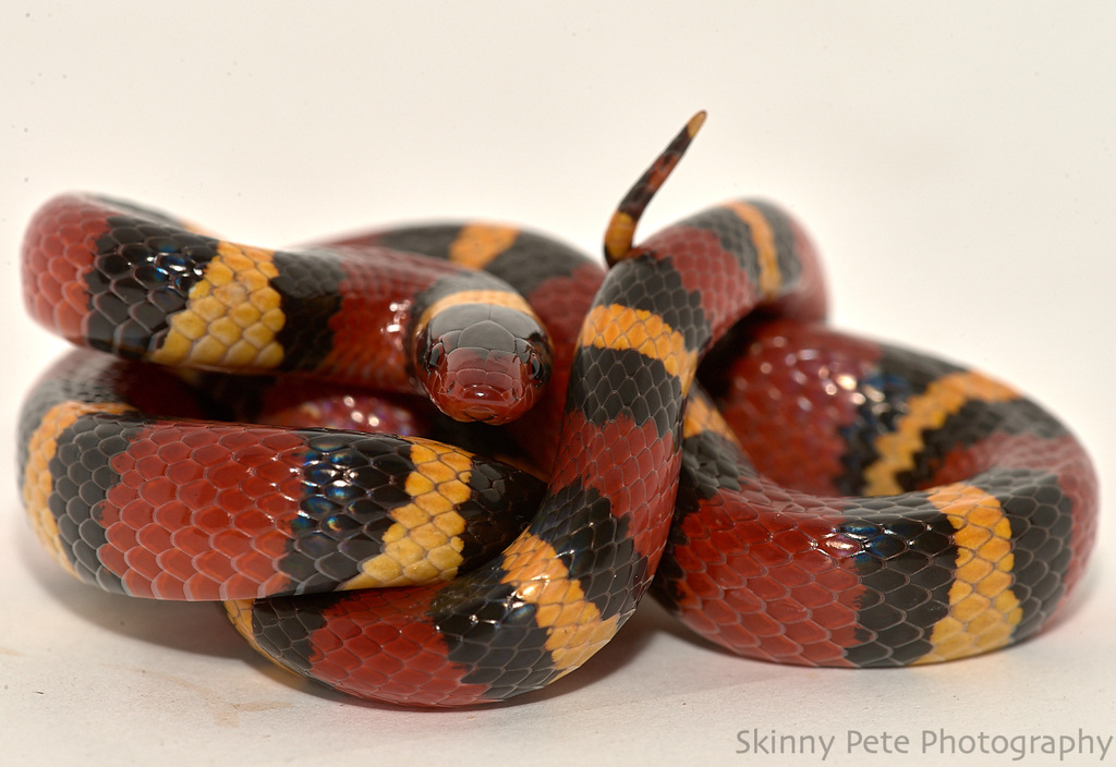 Scarlet Kingsnake from Volusia County, FL, USA on April 17, 2023 at 09: ...