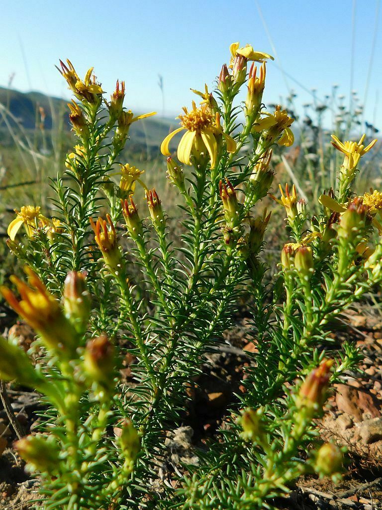 Senecio retortus from Knietjieshoogte Greyton, 7233, South Africa on ...