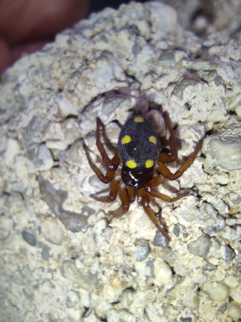 Five-spotted star-web spider from 51513, Omišalj, Kroatien on April 17 ...