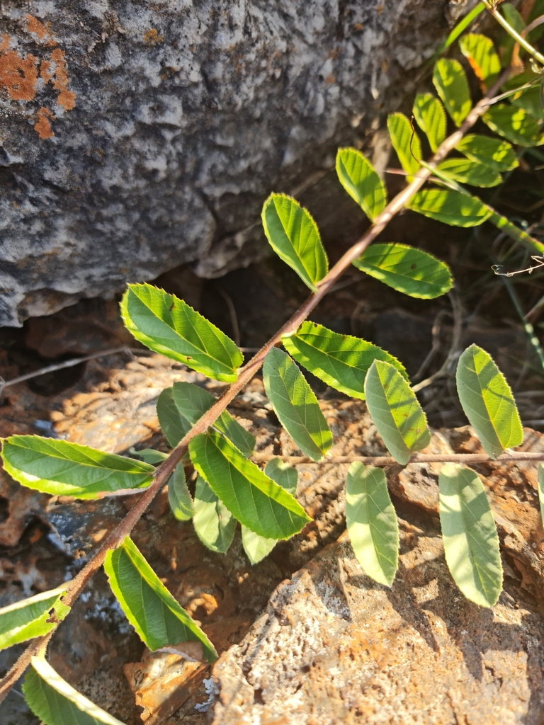 Velvet Raisin from Merafong City Local Municipality, South Africa on ...
