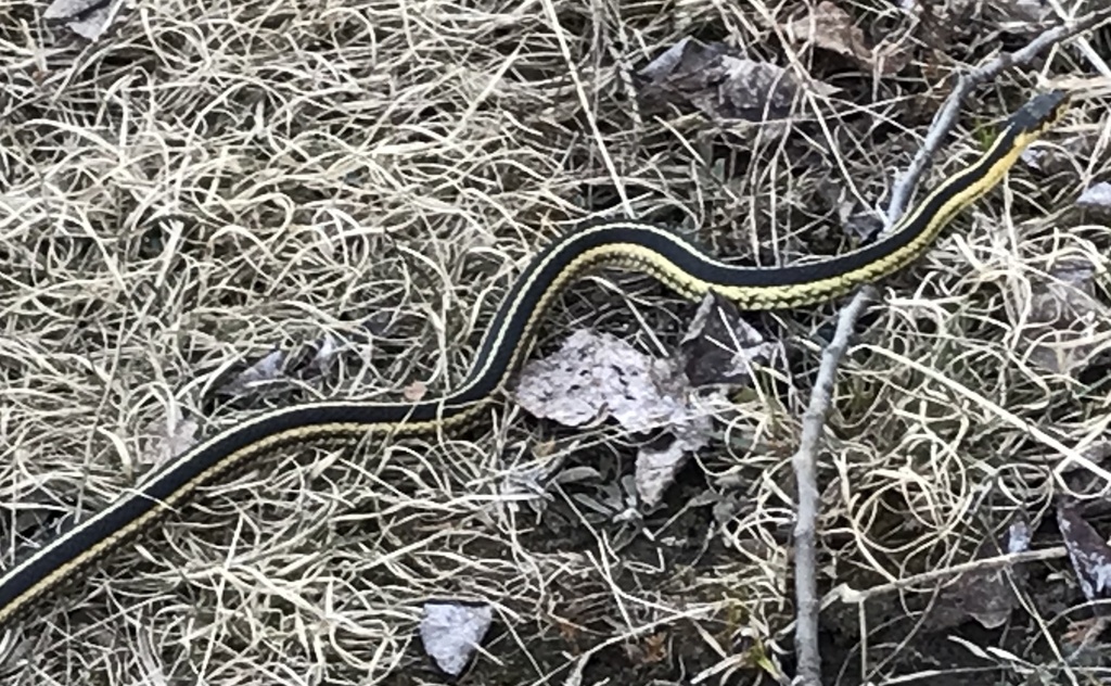 Eastern Garter Snake from North Grenville, ON, CA on April 13, 2023 at ...