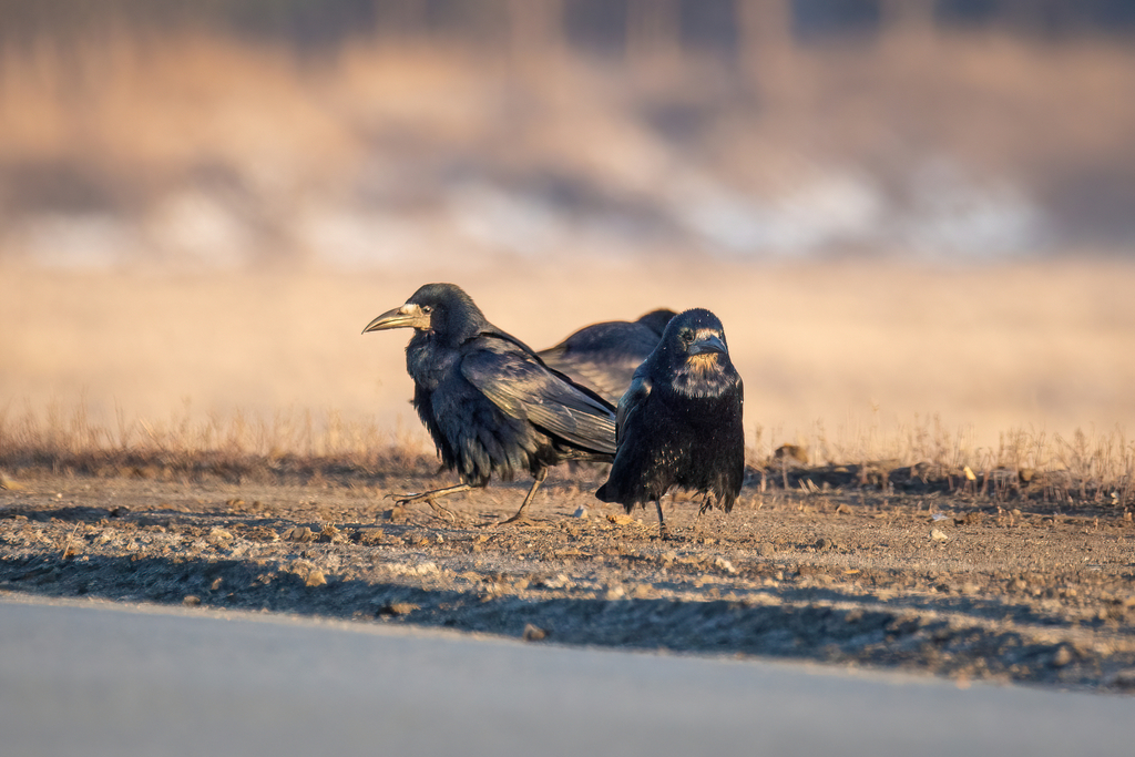 Rook from Beloyarskiy rayon, Sverdlovsk, Russia on April 15, 2023 at 06 ...
