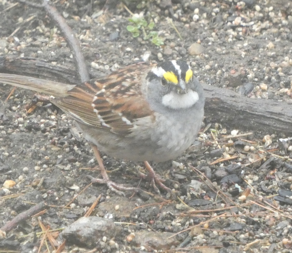 White-throated Sparrow from New Ipswich, NH 03071, USA on April 17 ...