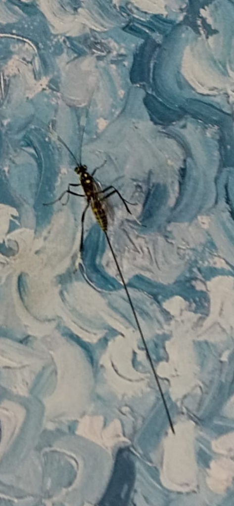 Ichneumonid Wasps from Vereda el Frailejonal on April 17, 2023 by ...