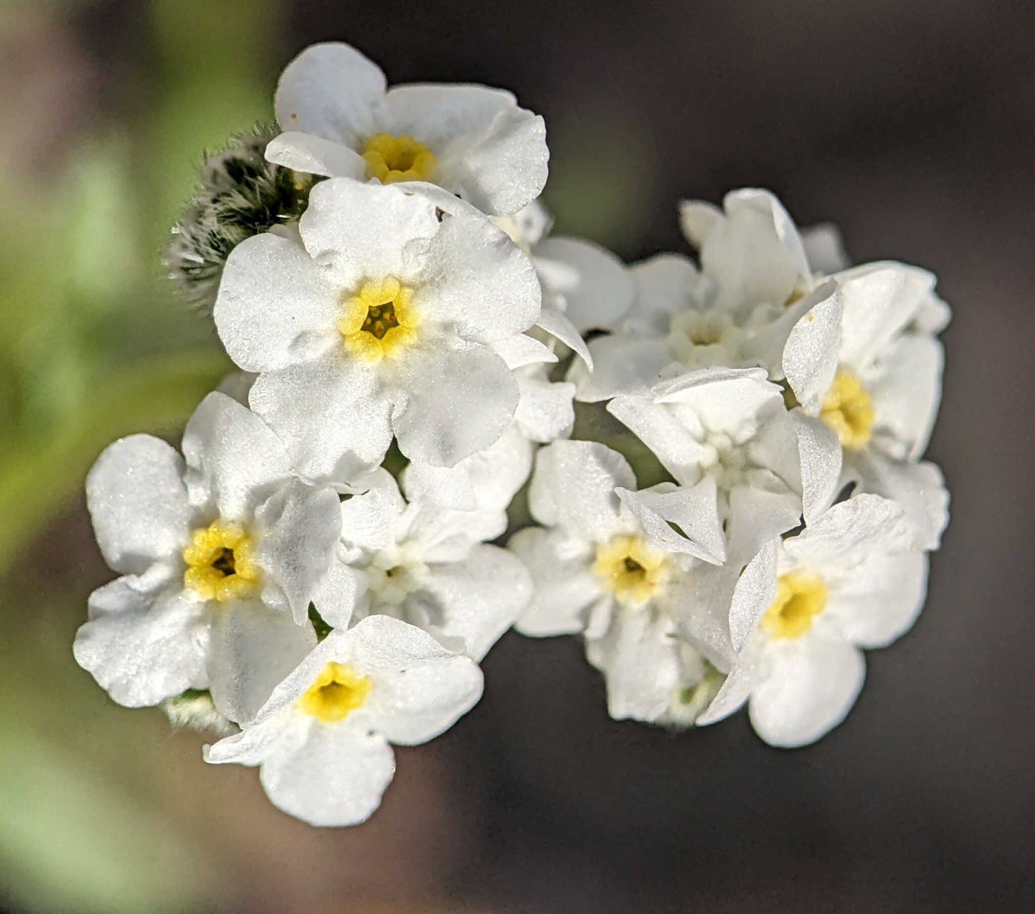 Cryptantha utahensis (A.Gray) Greene