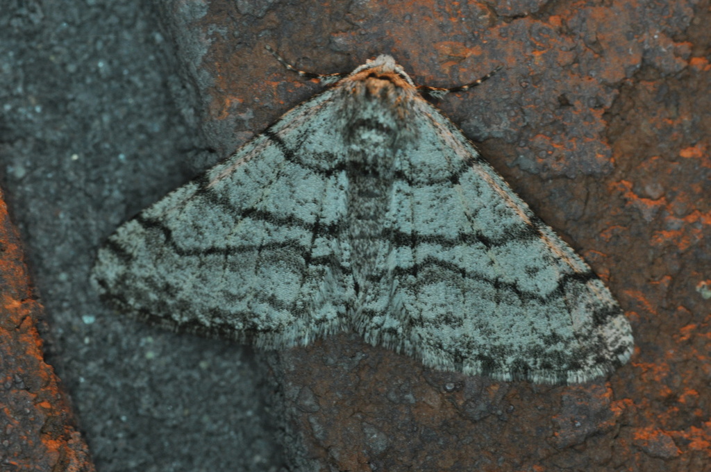 Half-wing Moth from salle sodium, Québec, Canada on April 16, 2023 at ...