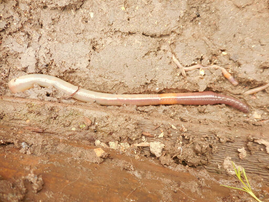 Common Earthworm from Vichuga, Ivanovo Oblast, Russia on April 17, 2023 ...