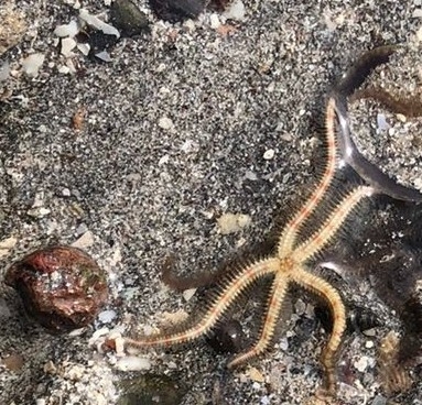 Ophiothrix fragilis (Abildgaard, 1789)