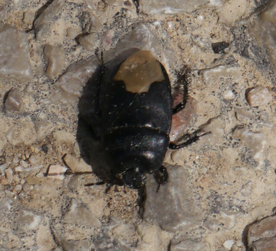 Black burrowing bug from Carretera de Valldemossa, km 7.5, 07122 Palma ...