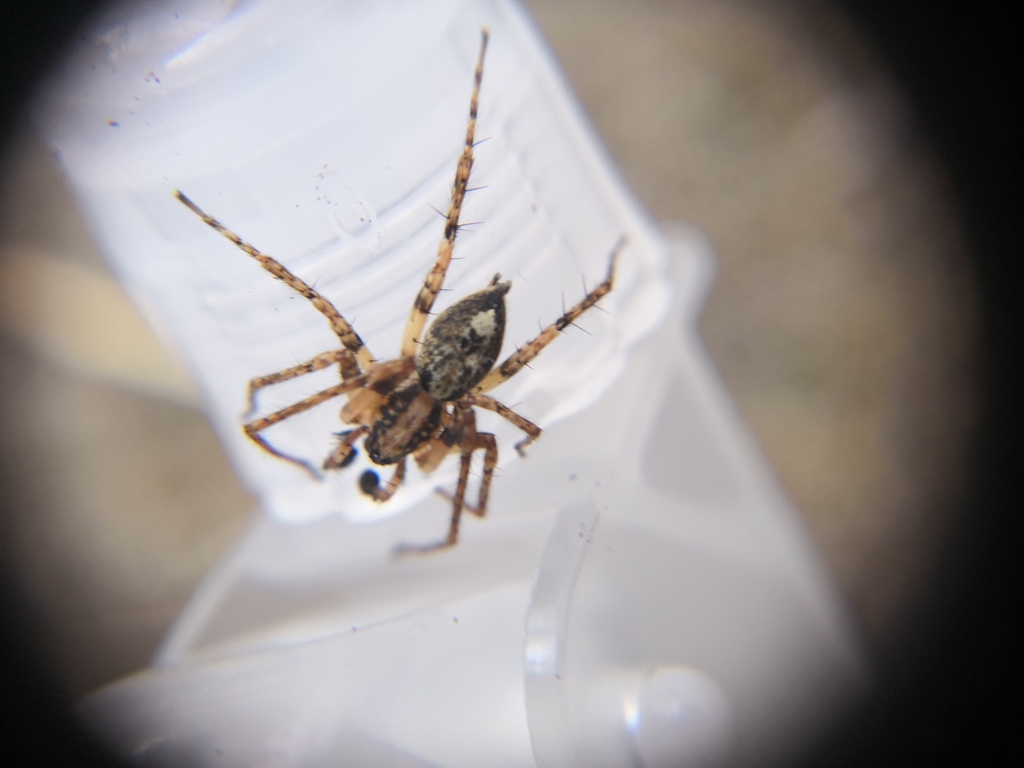 Anyphaena from 1276 JK Huizen, Nederland on April 17, 2023 at 07:04 PM ...