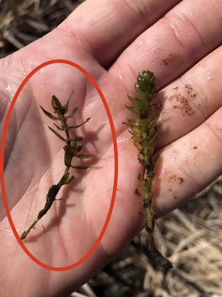 waterweeds in April 2023 by Matt Keevil · iNaturalist