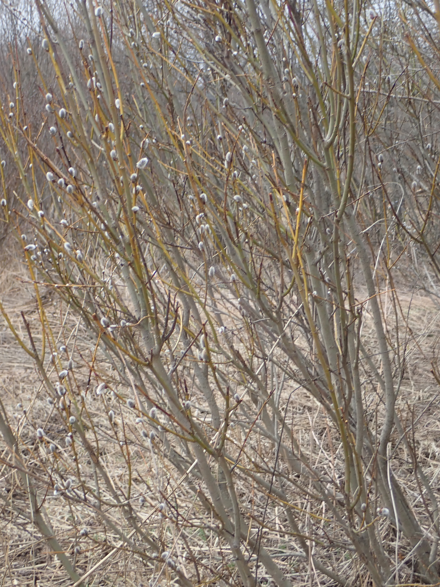 Salix myrsinifolia Salisb.