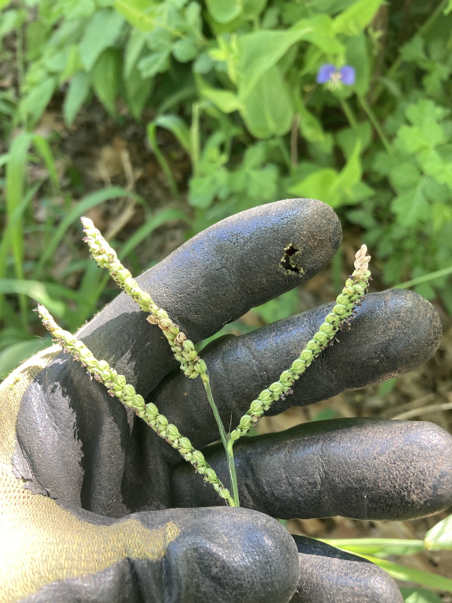 Paspalum pubiflorum Rupr. ex E.Fourn.
