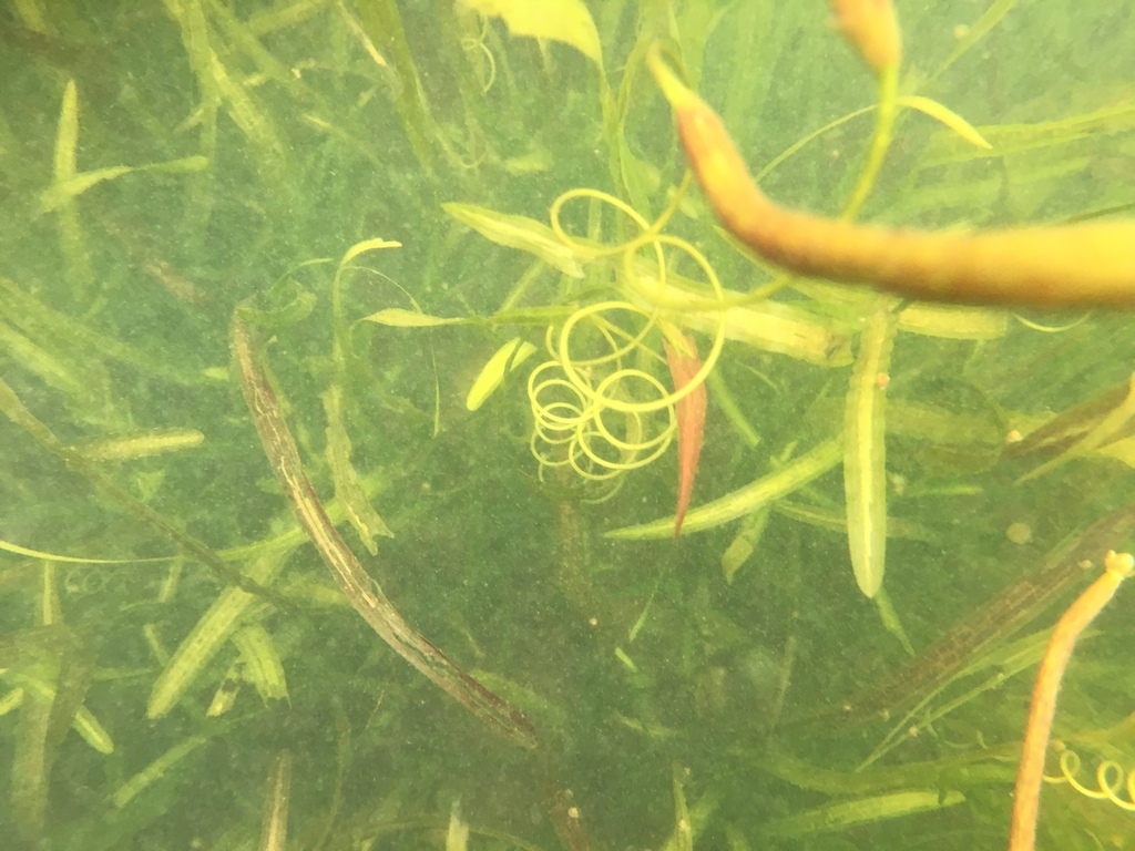 vallis (Hydrocharitaceae (Frog's-bit) of the Pacific Northwest ...