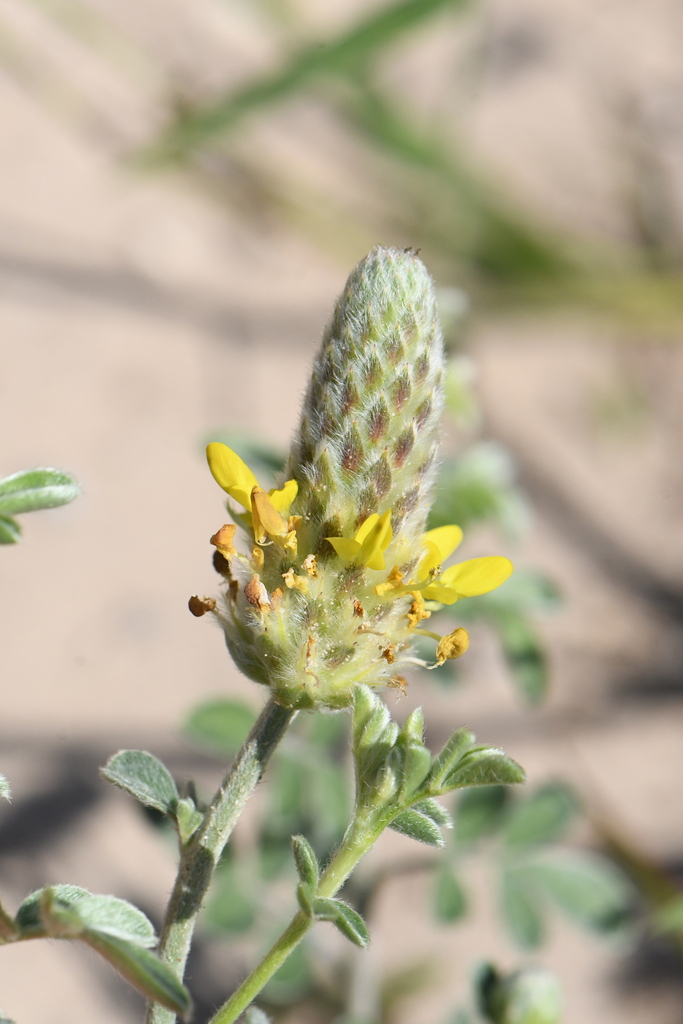 Golden Prairie Clover from Brooks County, TX, USA on April 16, 2023 at ...