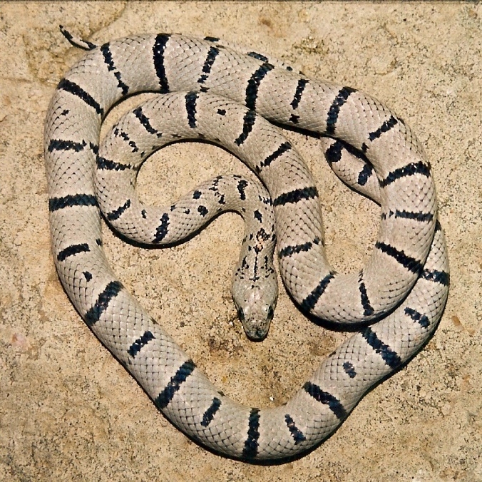 Gray-banded Kingsnake in August 1990 by Gerry Salmon. TCWC 82574 ...