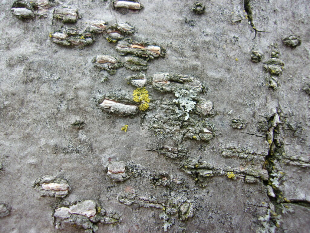 Poplar Sunburst Lichen from Grand Traverse County, US-MI, US on April ...