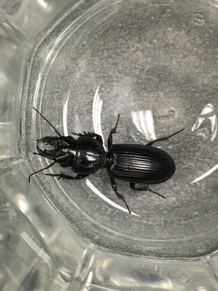 Big-headed Ground Beetle from 500 S Rosa Rd, Madison, WI, US on October ...