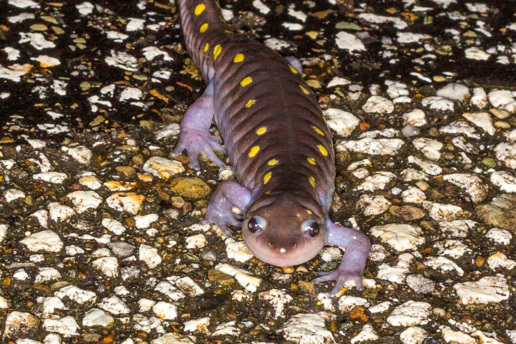 Spotted Salamander from Northwest Akron, Akron, OH, USA on March 31 ...