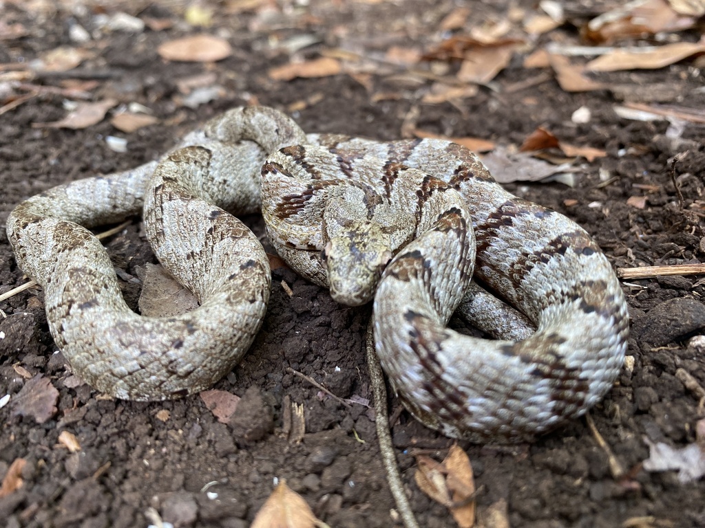Puffing Snake from Solidaridad, Quintana Roo, MX on April 14, 2023 at ...