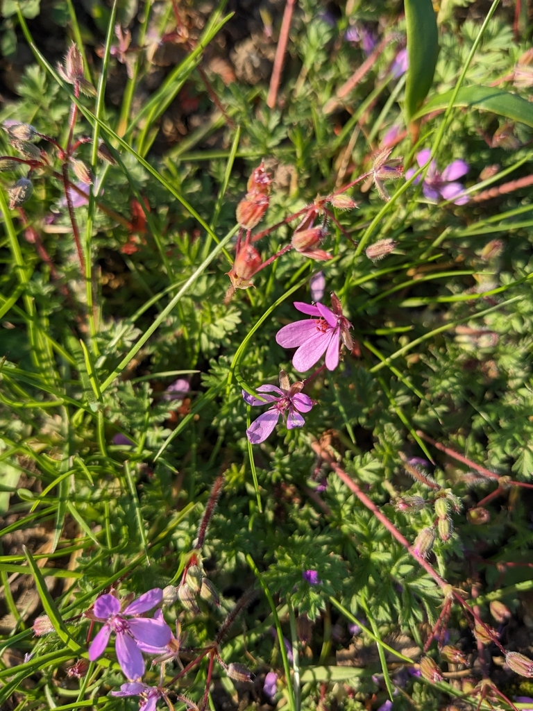 Redstem Stork's-bill from Allerton Grange Ave, Roundhay, Leeds LS17 6QP ...